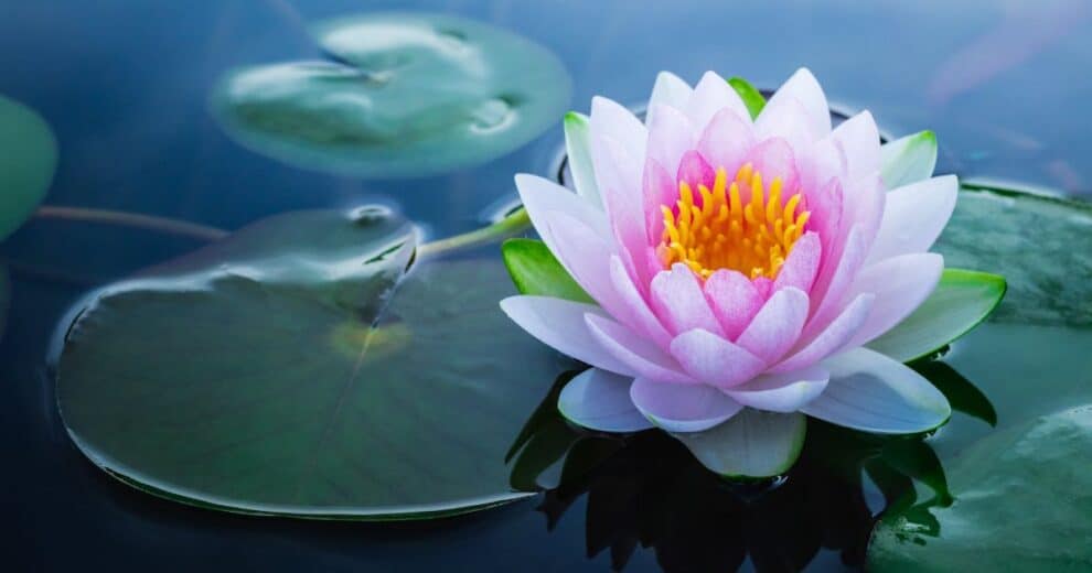 The Complete Guide to Lotus Flower Necklace Meaning and Symbolism